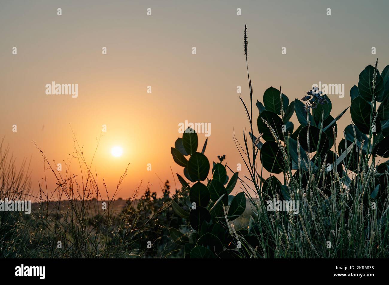 Sun rising at the horizon of Thar desert, Rajasthan, India. Tourists from across India visits to ...