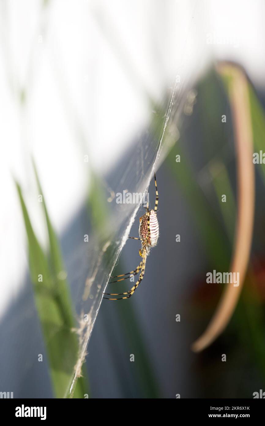 A tiger spider, also known as a wasp spider, waits patiently for prey ...