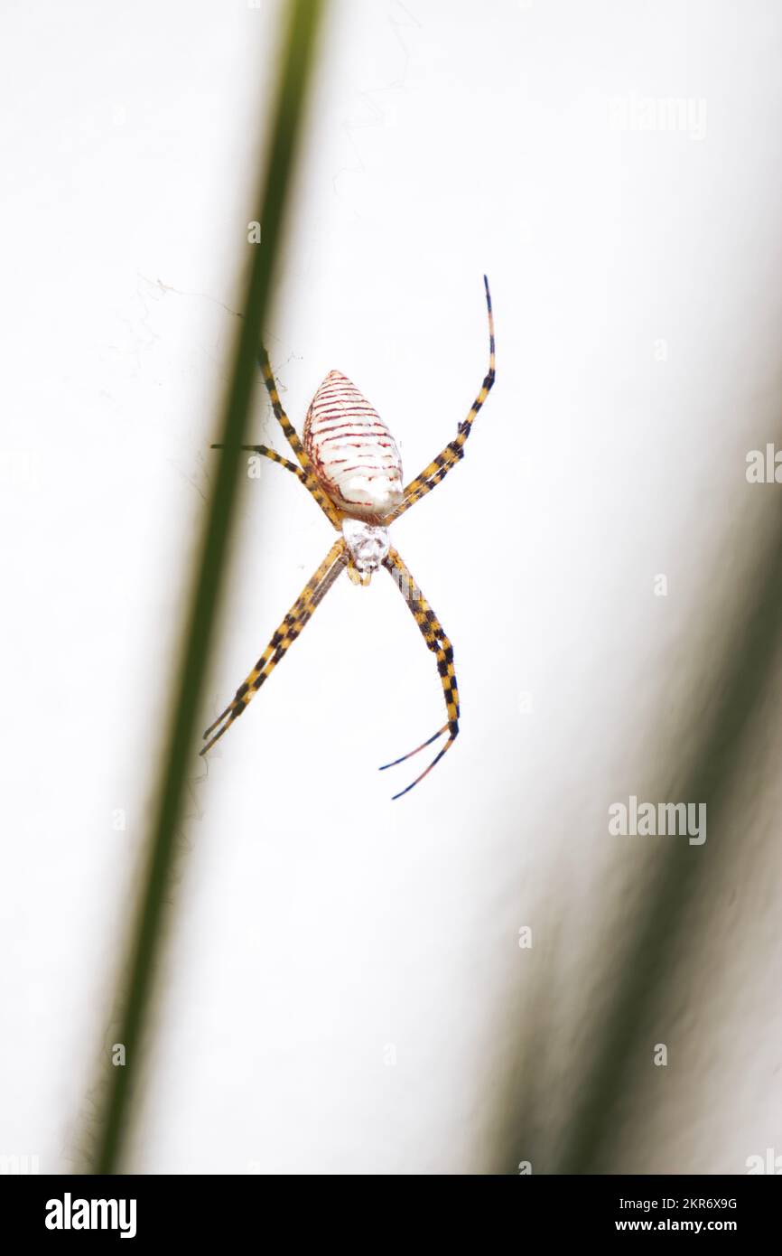 A tiger spider, also known as a wasp spider, waits patiently for prey ...