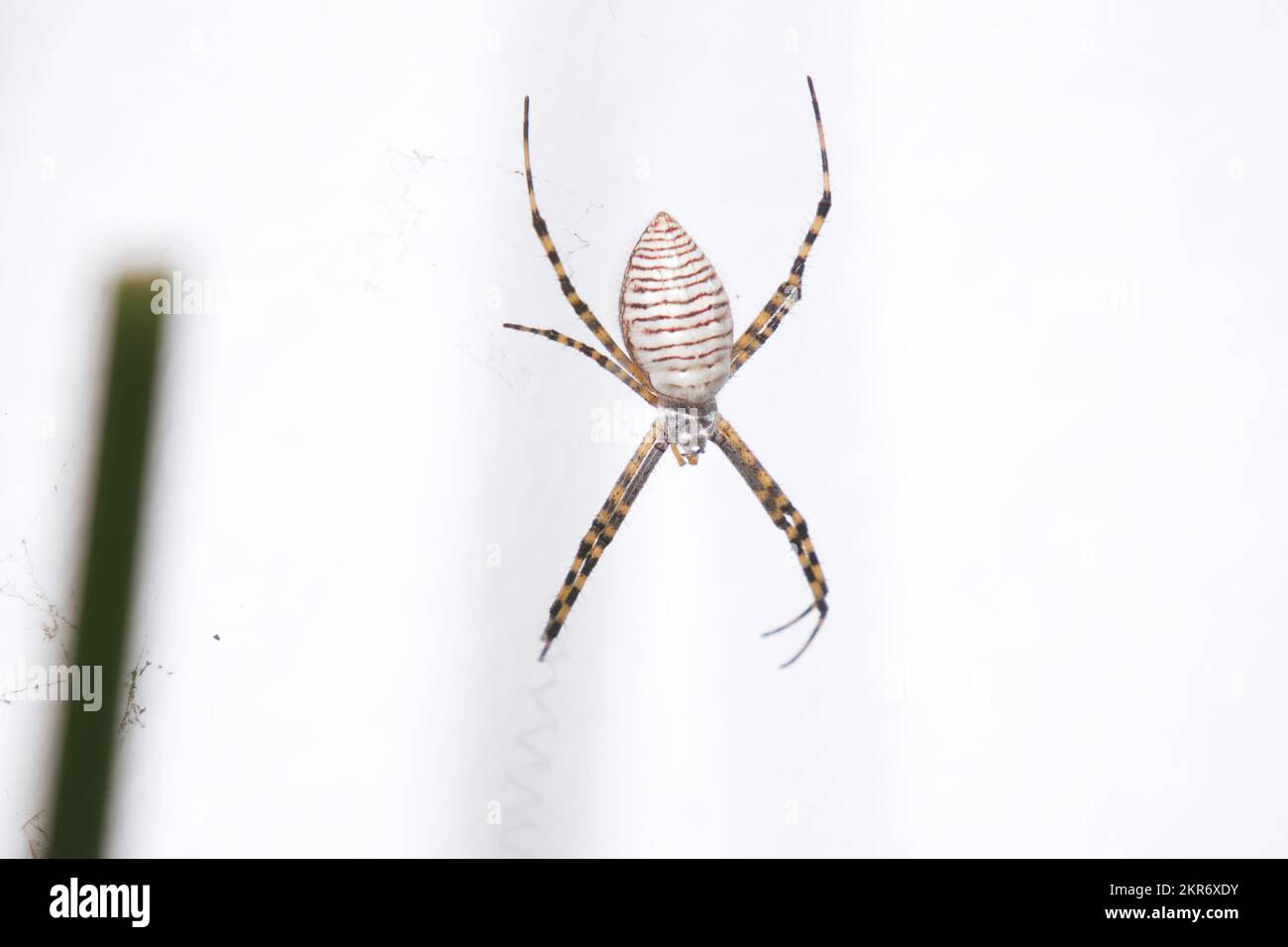 A tiger spider, also known as a wasp spider, waits patiently for prey ...