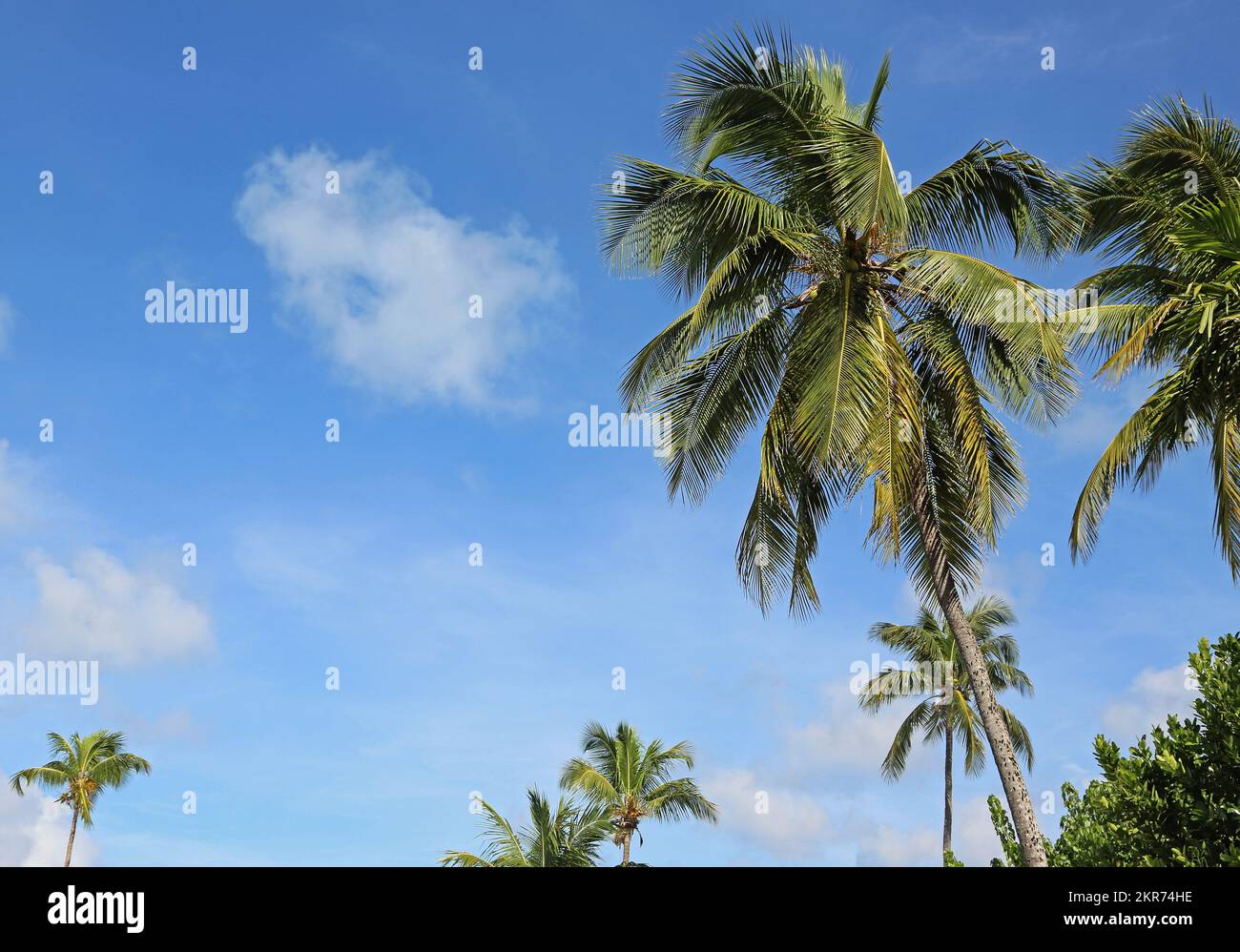 Palm trees on blue sky - Bahamas Stock Photo - Alamy