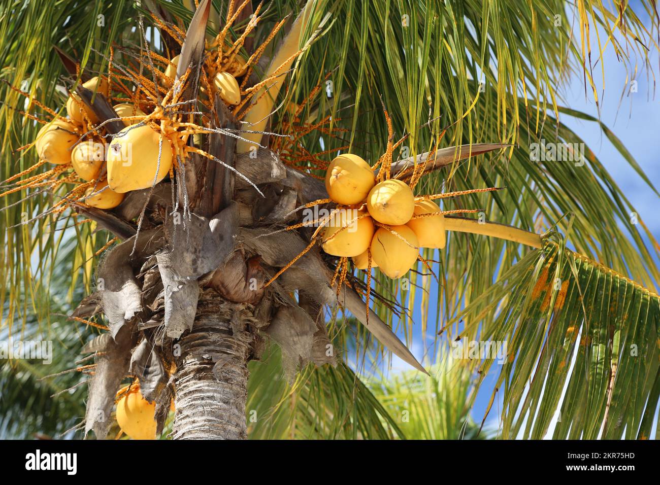 Bahamas coconut hi-res stock photography and images - Alamy
