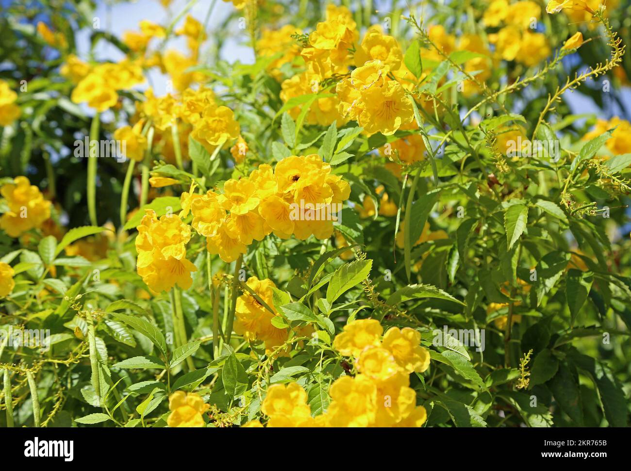 Yellow elder hi-res stock photography and images - Alamy