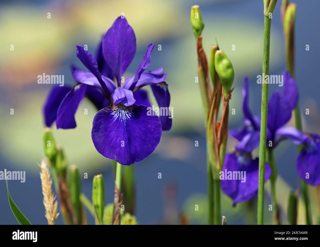 Iris blue hi-res stock photography and images - Alamy