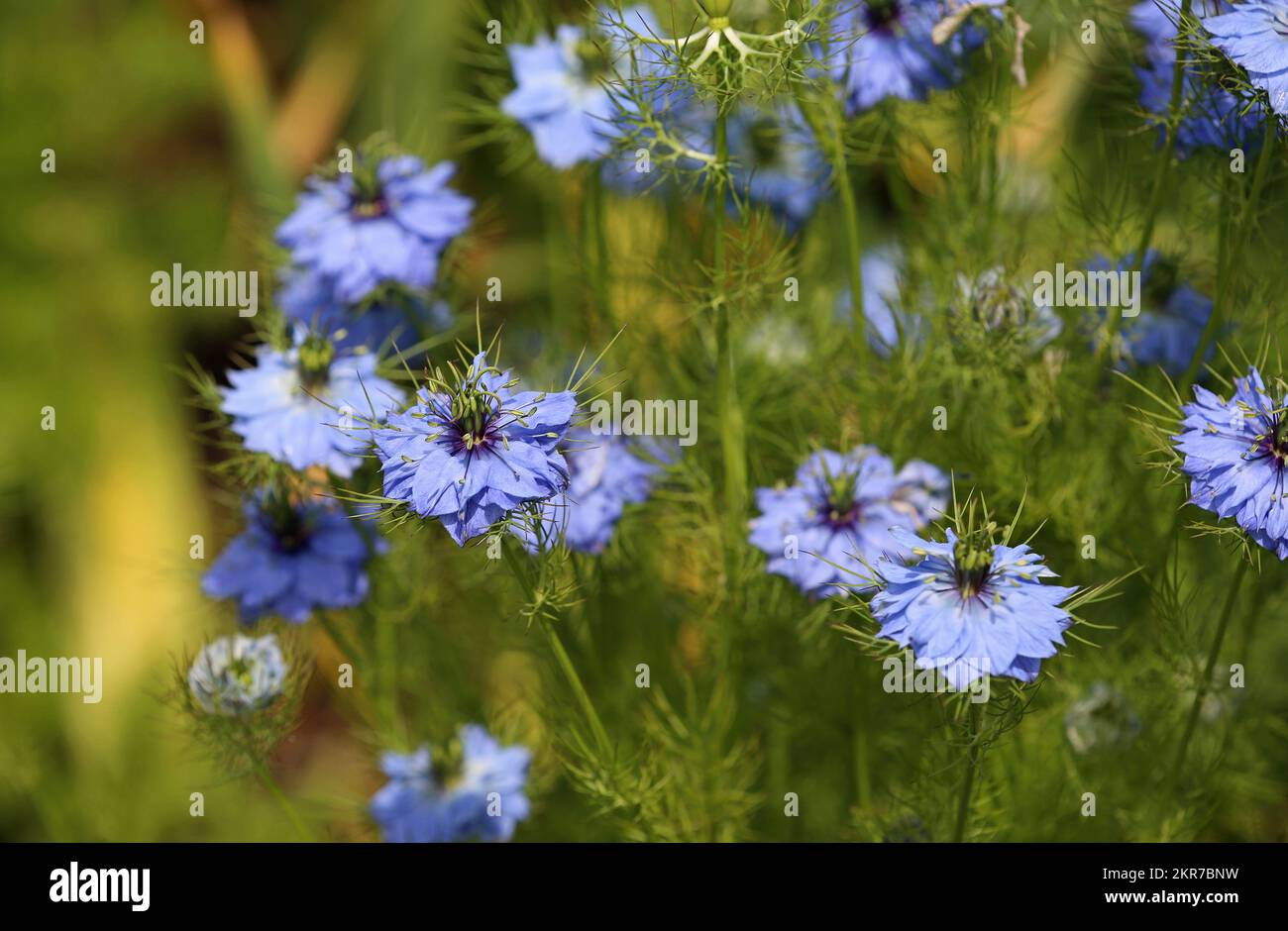 Mist flowers hi-res stock photography and images - Alamy