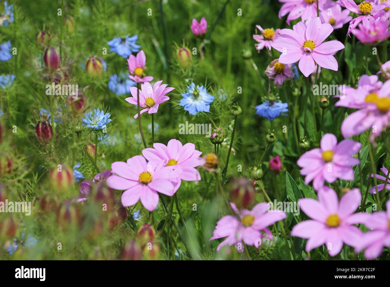 Pink cosmos - California Stock Photo - Alamy