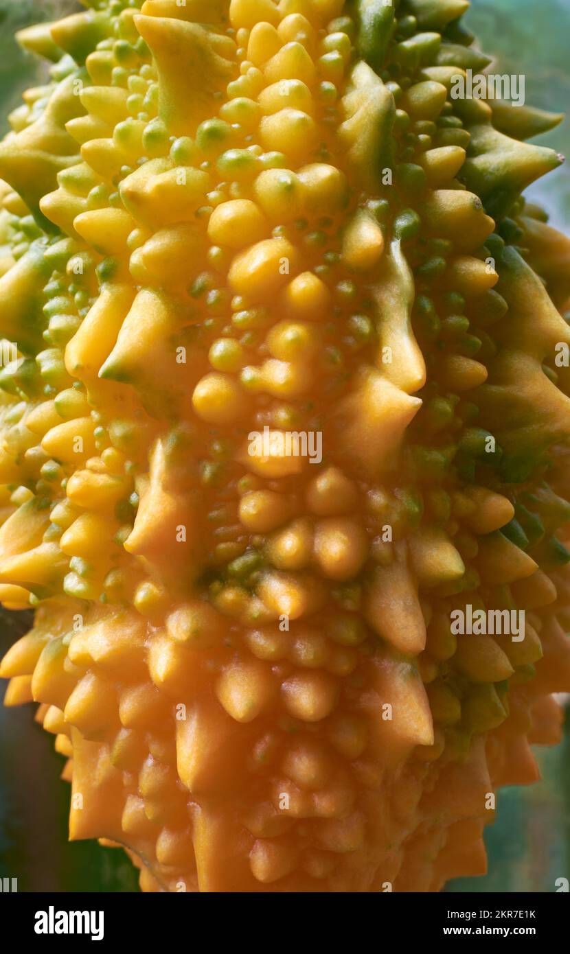 close-up of ripening bitter gourd skin surface, textured full frame ...