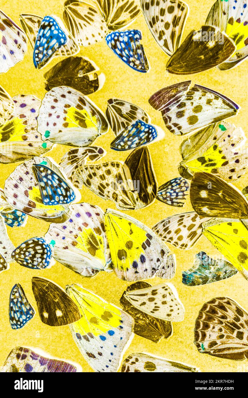 Various winged insects hi-res stock photography and images - Alamy