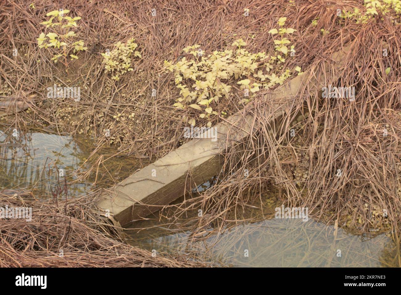 infrared image of the stagnant rain water inundated at the oil palm ...