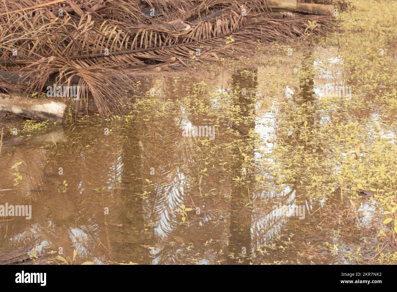infrared image of the stagnant rain water inundated at the oil palm ...