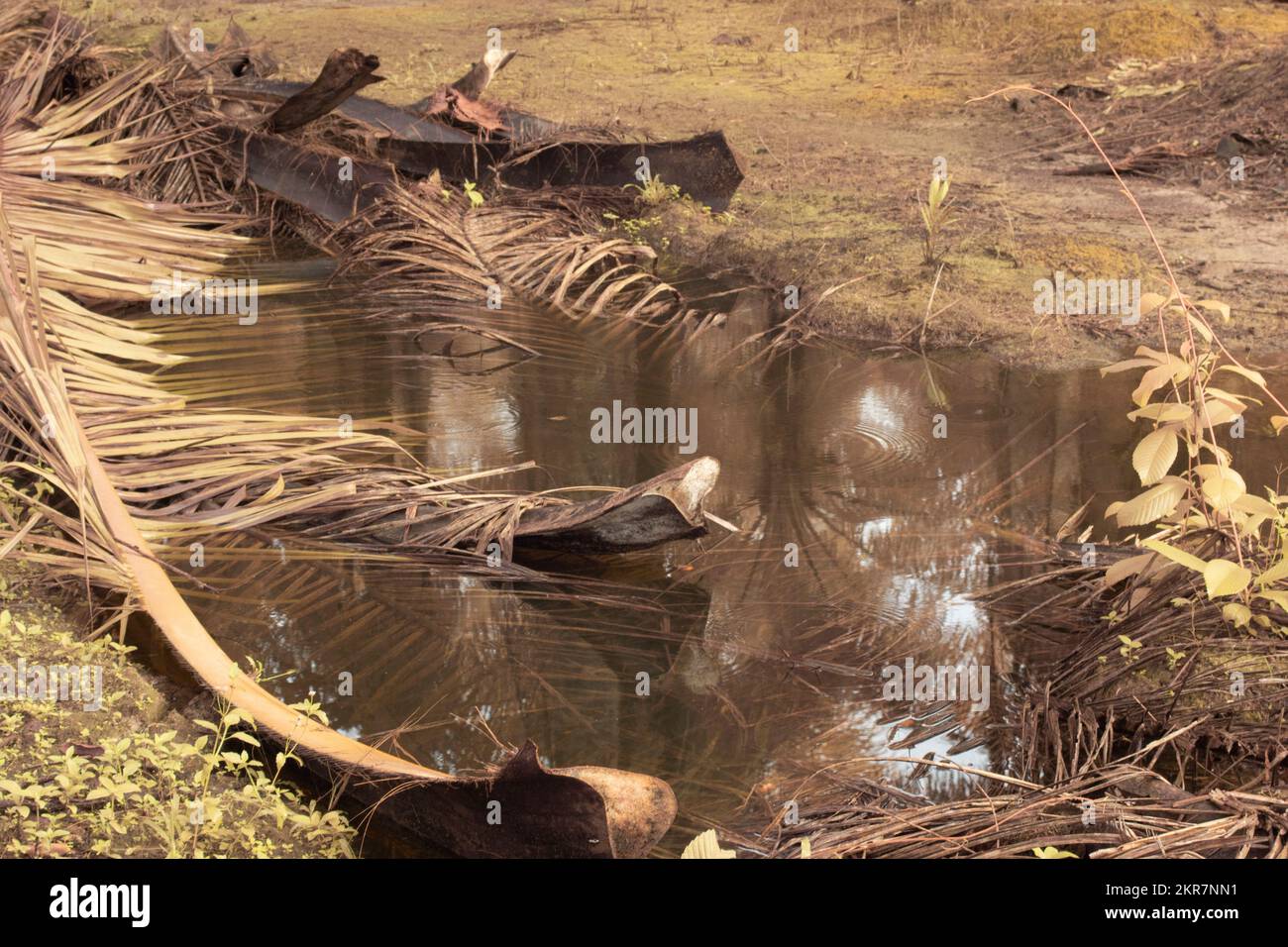infrared image of the stagnant rain water inundated at the oil palm ...