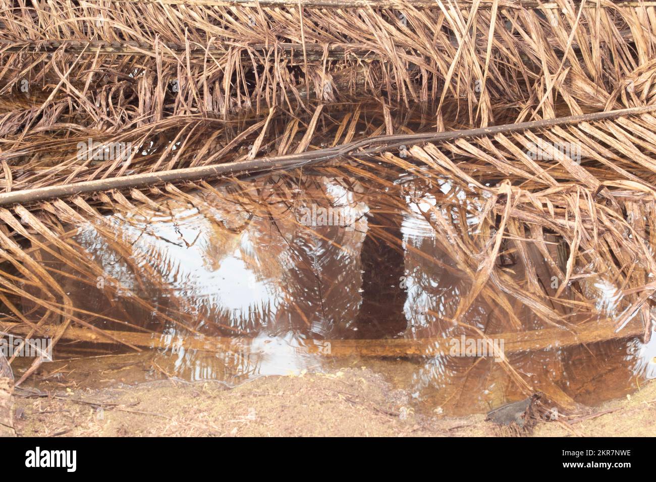 infrared image of the stagnant rain water inundated at the oil palm ...