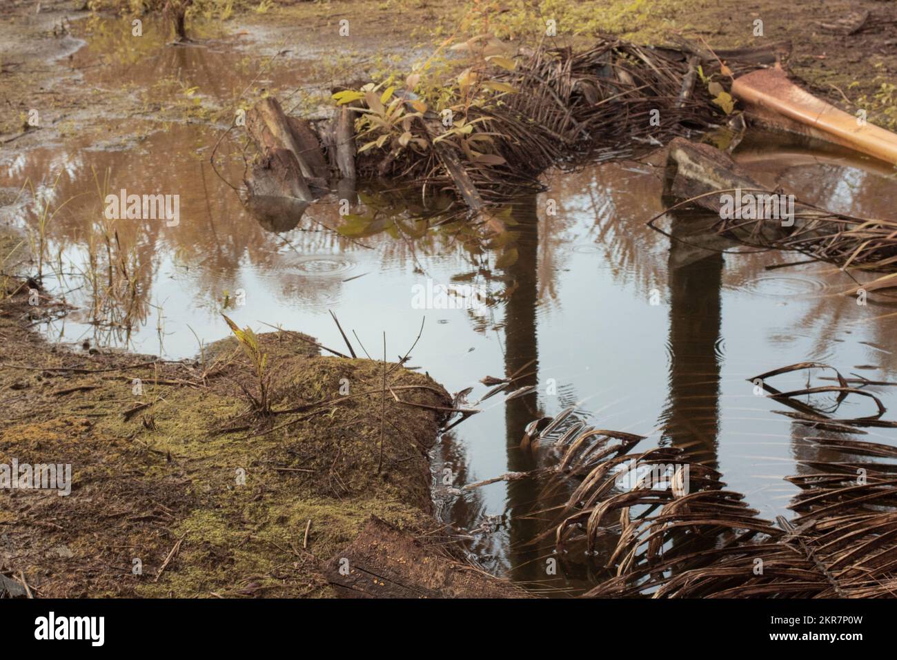 infrared image of the stagnant rain water inundated at the oil palm ...