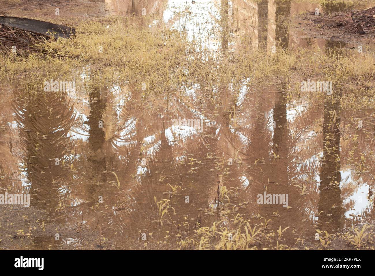 infrared image of the stagnant rain water inundated at the oil palm ...