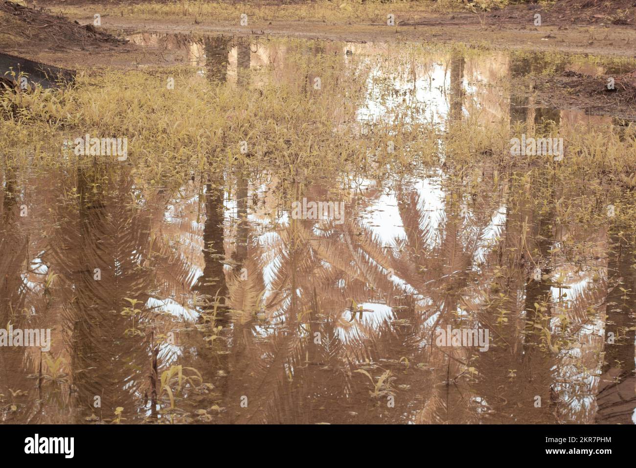 infrared image of the stagnant rain water inundated at the oil palm ...