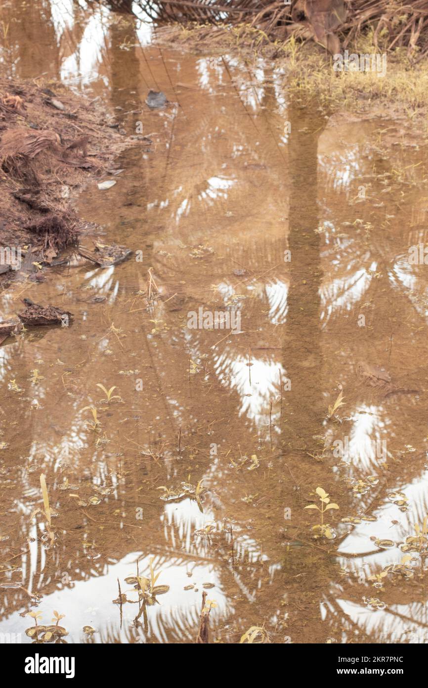 infrared image of the stagnant rain water inundated at the oil palm ...