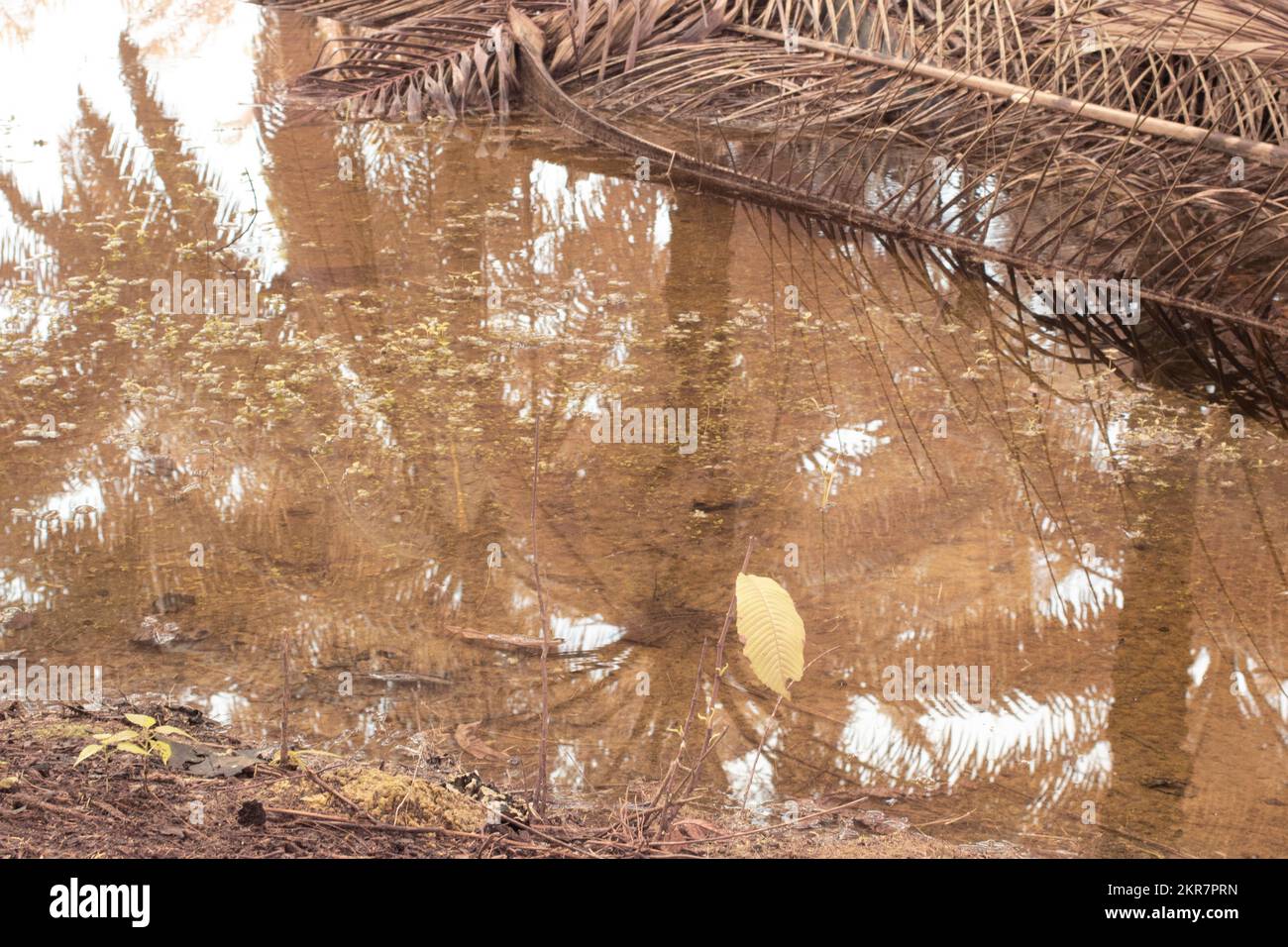 infrared image of the stagnant rain water inundated at the oil palm ...