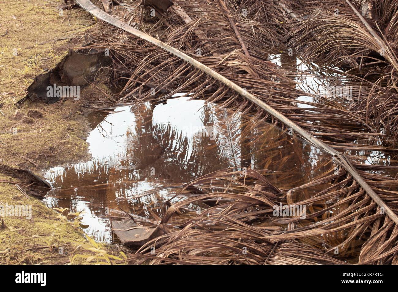 infrared image of the stagnant rain water inundated at the oil palm ...
