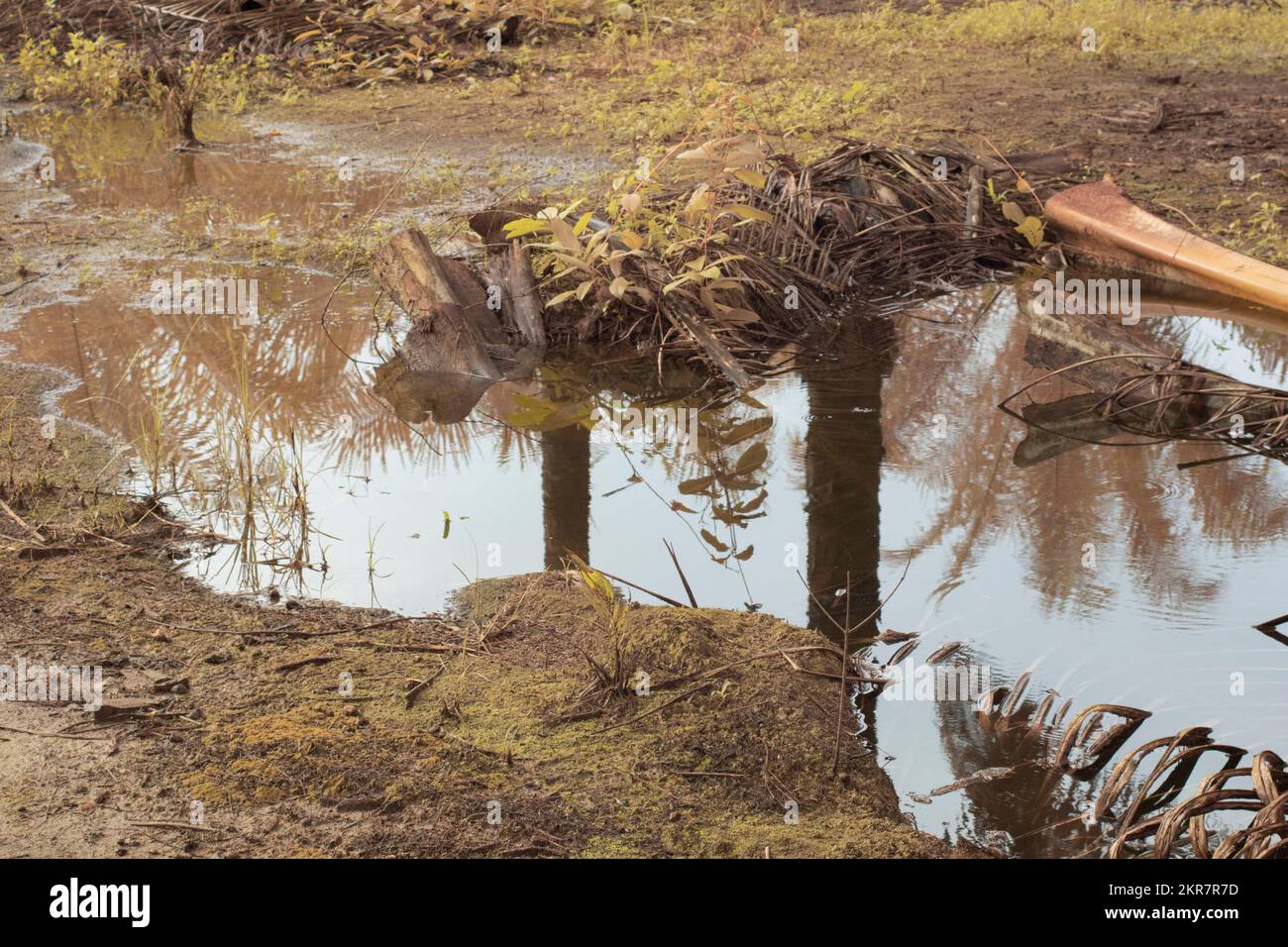 infrared image of the stagnant rain water inundated at the oil palm ...