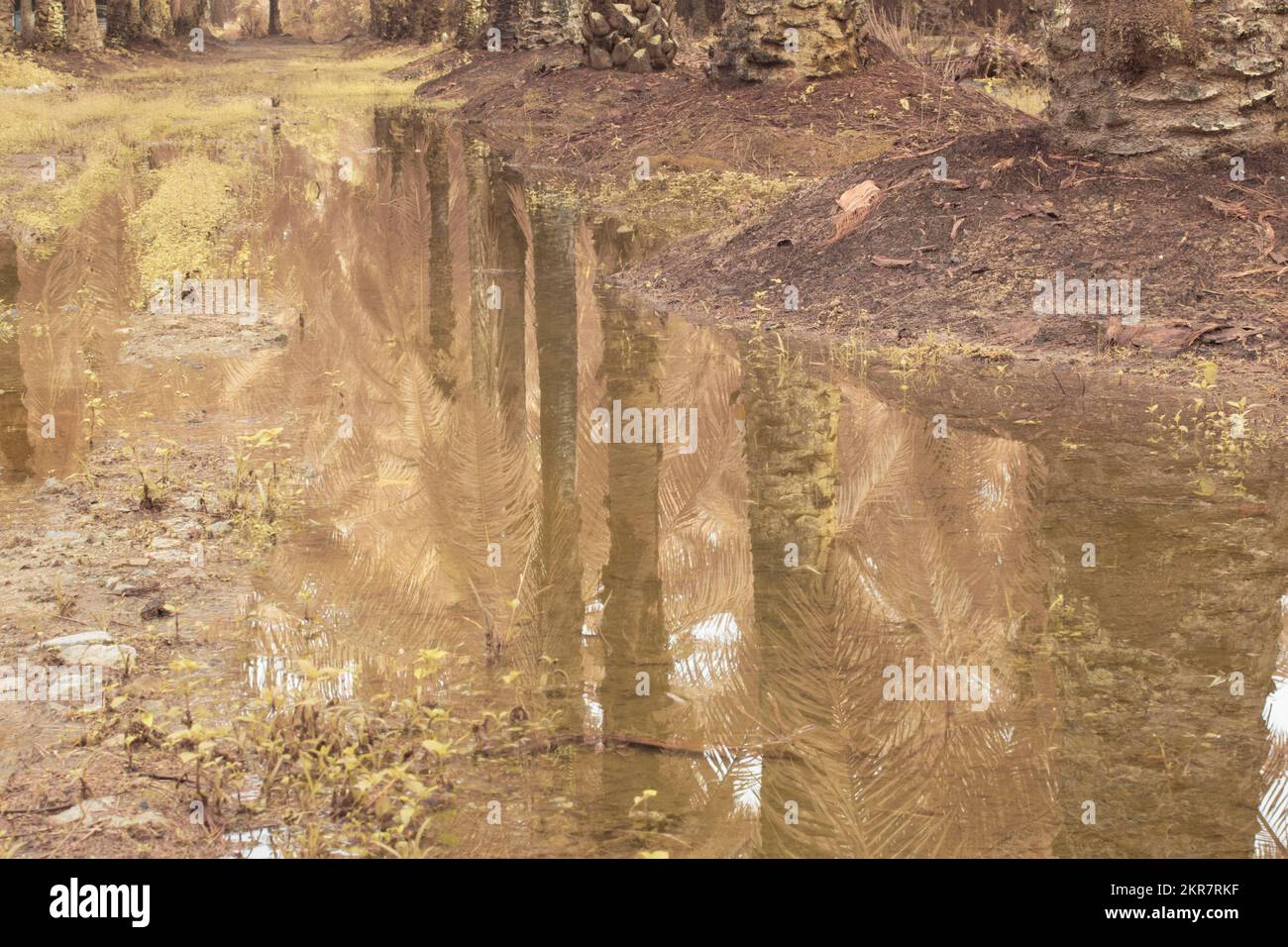 infrared image of the stagnant rain water inundated at the oil palm ...