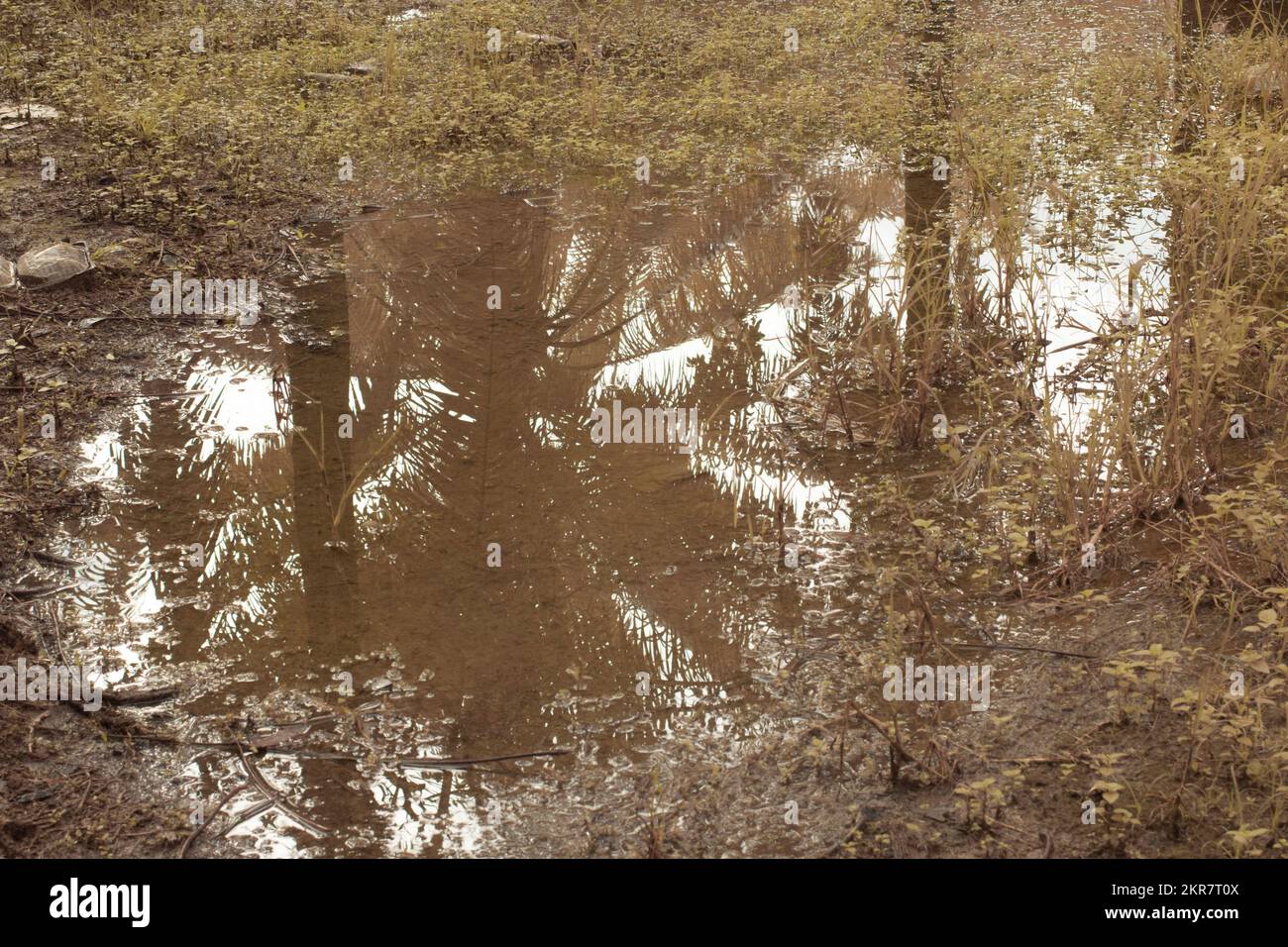 infrared image of the stagnant rain water inundated at the oil palm ...