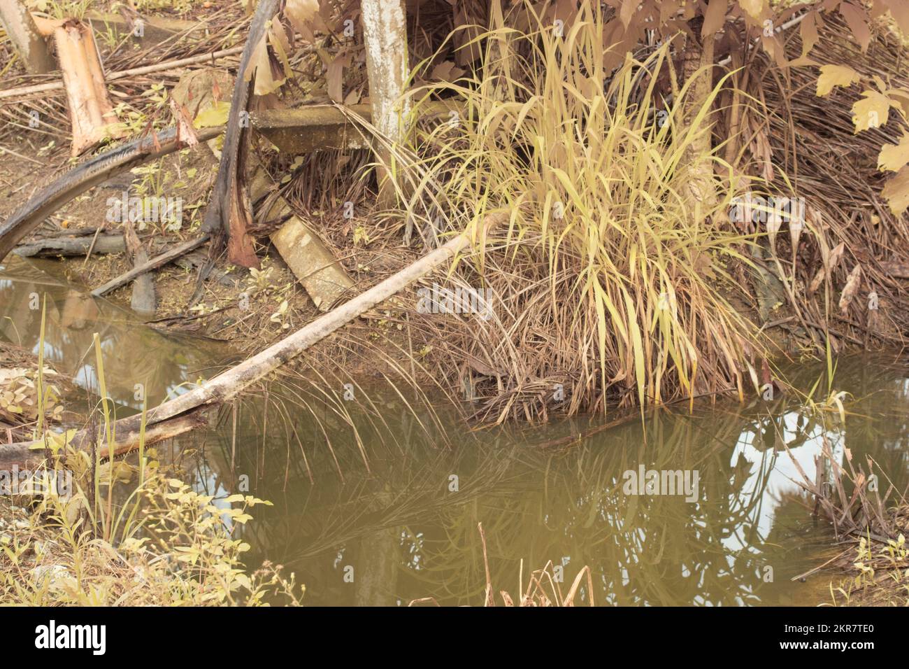 infrared image of the stagnant rain water inundated at the oil palm ...