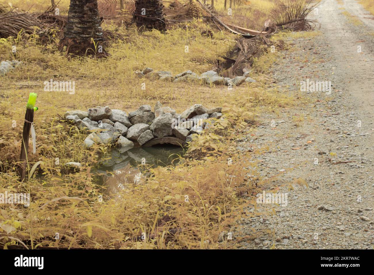 infrared image of the stagnant rain water inundated at the oil palm ...