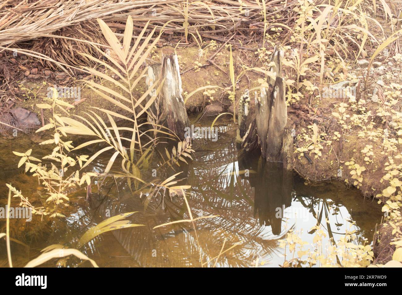 infrared image of the stagnant rain water inundated at the oil palm ...