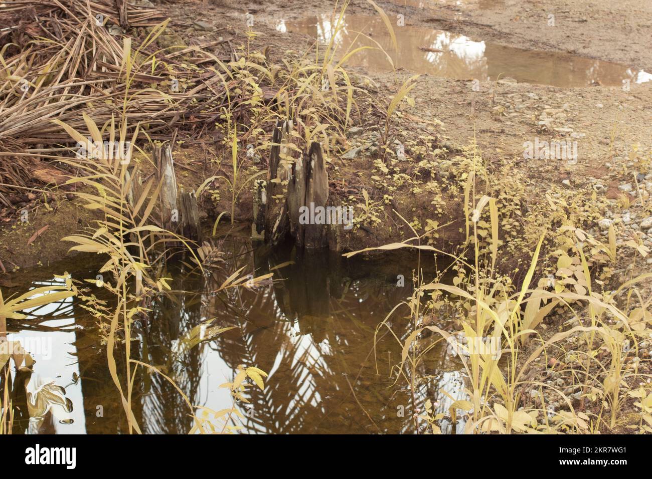 infrared image of the stagnant rain water inundated at the oil palm ...