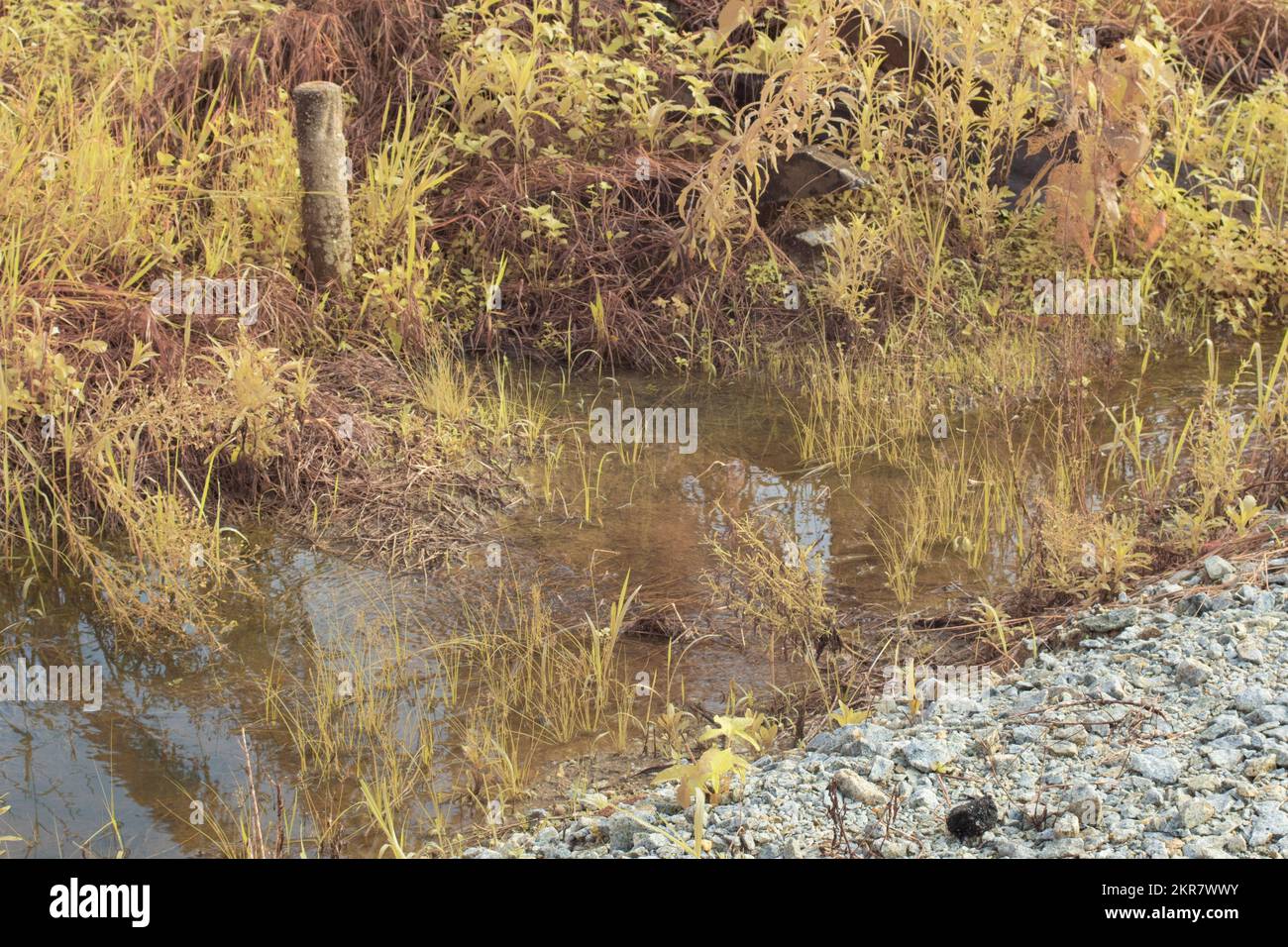 infrared image of the stagnant rain water inundated at the oil palm ...