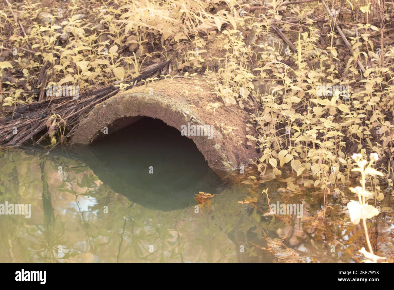 infrared image of the stagnant rain water inundated at the oil palm ...