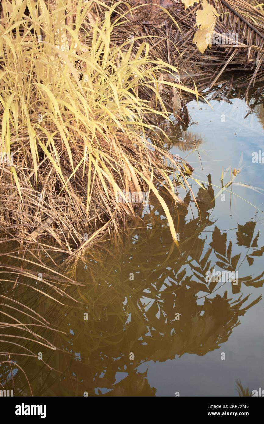 infrared image of the stagnant rain water inundated at the oil palm ...