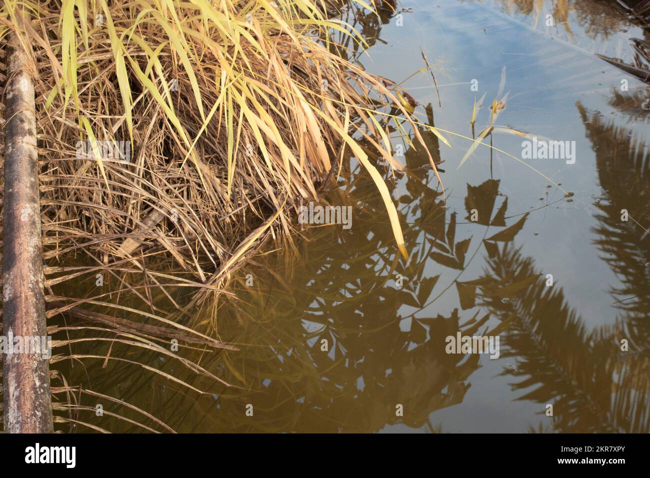 infrared image of the stagnant rain water inundated at the oil palm ...