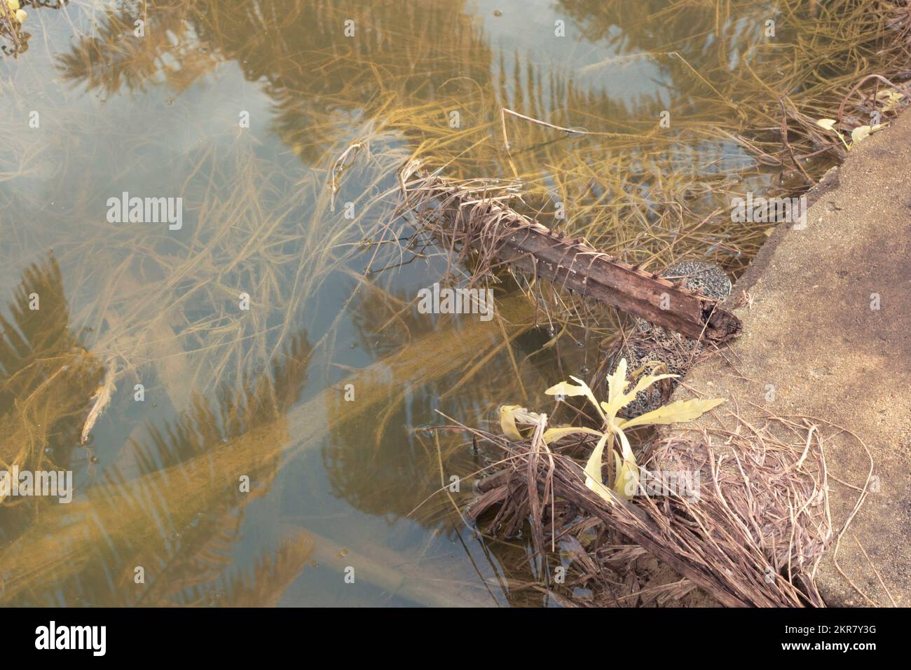 infrared image of the stagnant rain water inundated at the oil palm ...