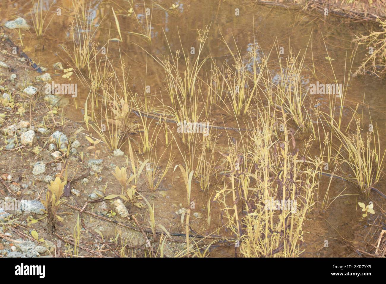 infrared image of the stagnant rain water inundated at the oil palm ...