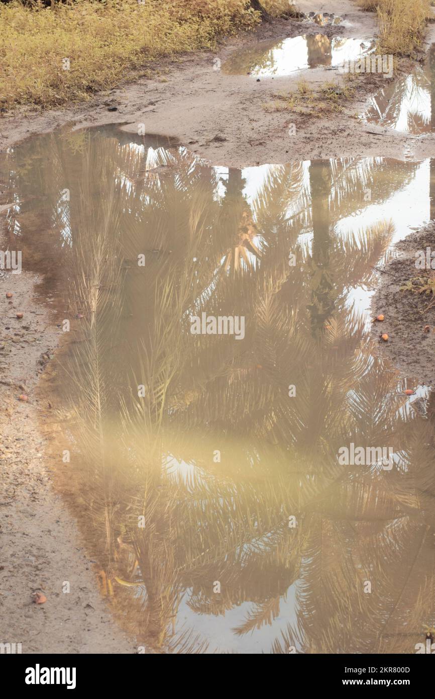infrared image of the stagnant rain water inundated at the oil palm ...