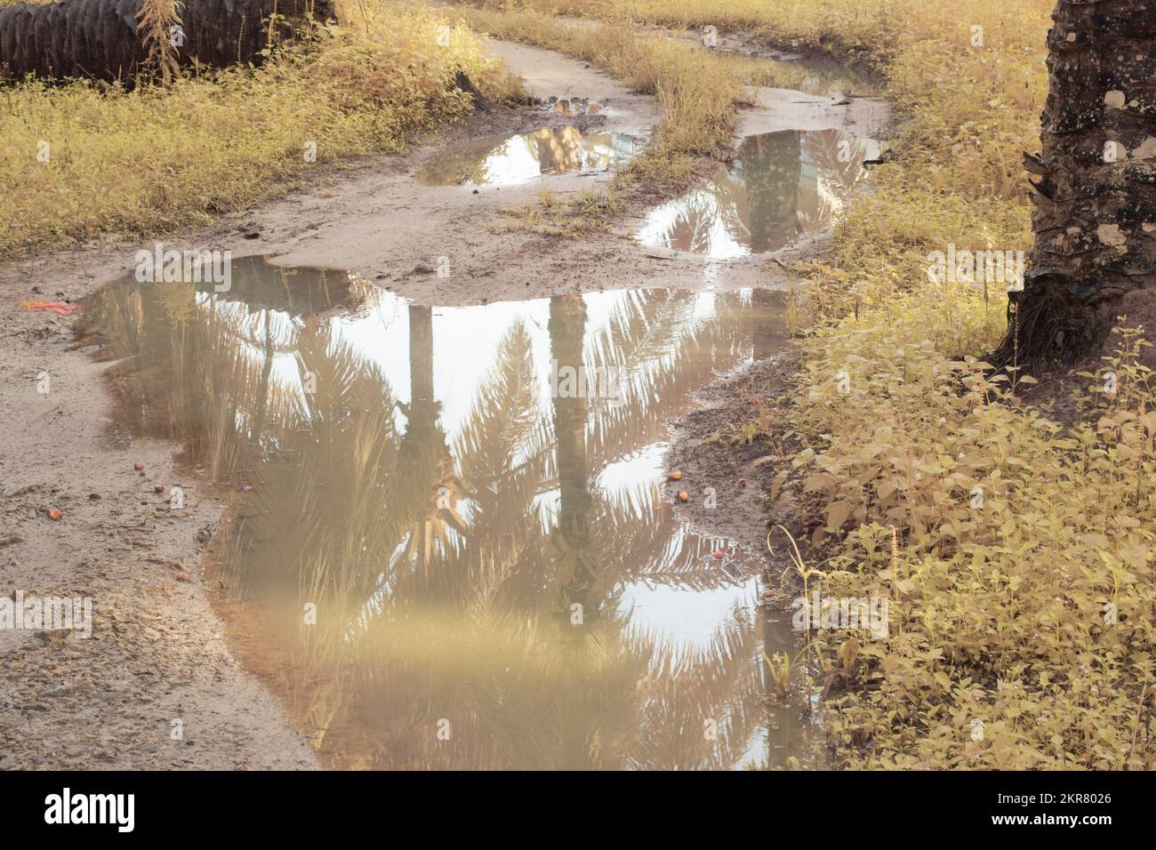 infrared image of the stagnant rain water inundated at the oil palm ...
