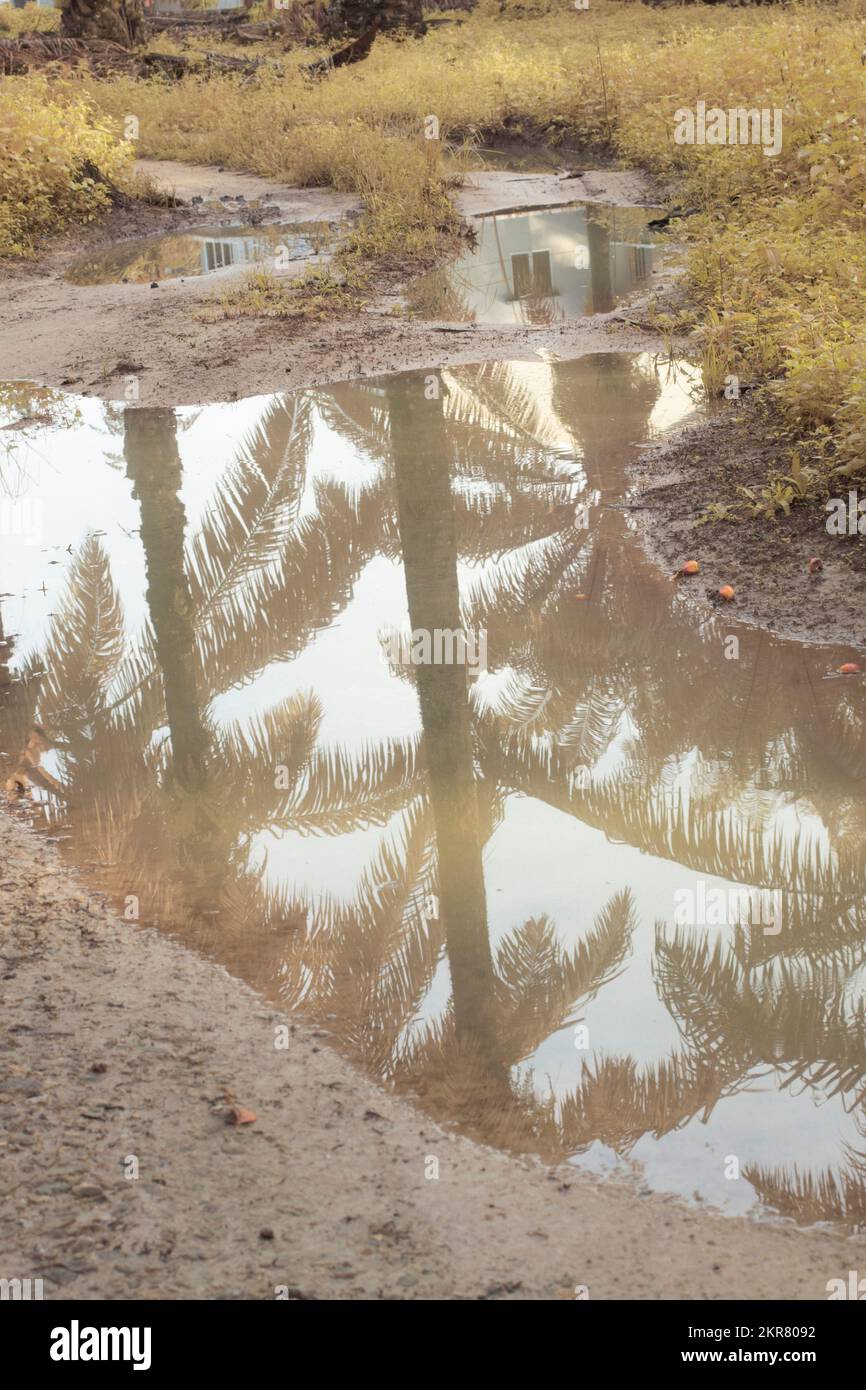 infrared image of the stagnant rain water inundated at the oil palm ...