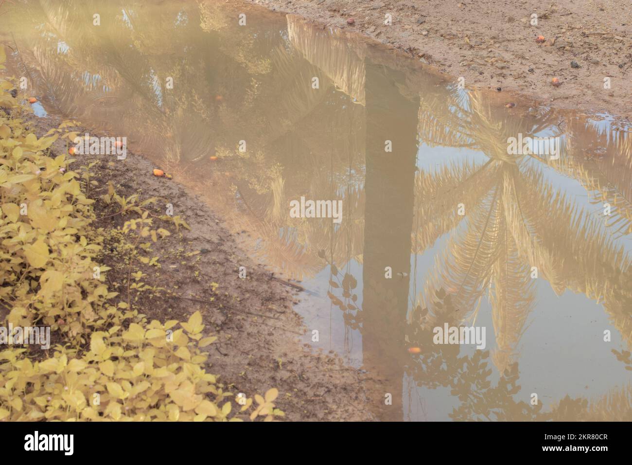 infrared image of the stagnant rain water inundated at the oil palm ...