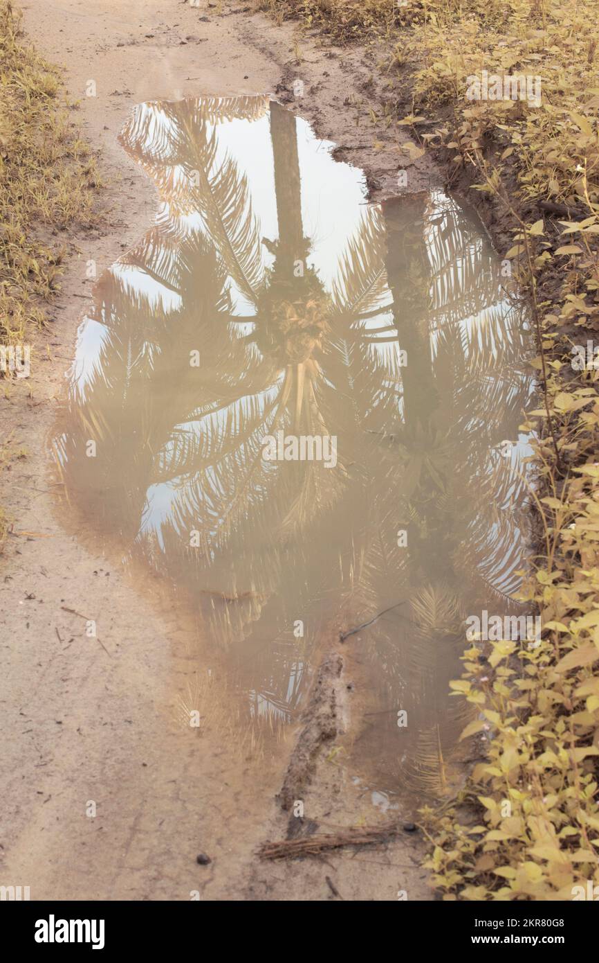 infrared image of the stagnant rain water inundated at the oil palm ...