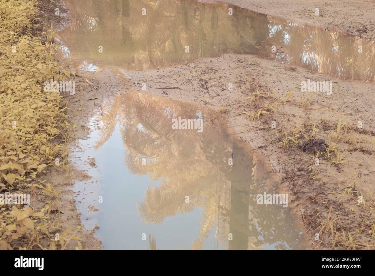 infrared image of the stagnant rain water inundated at the oil palm ...