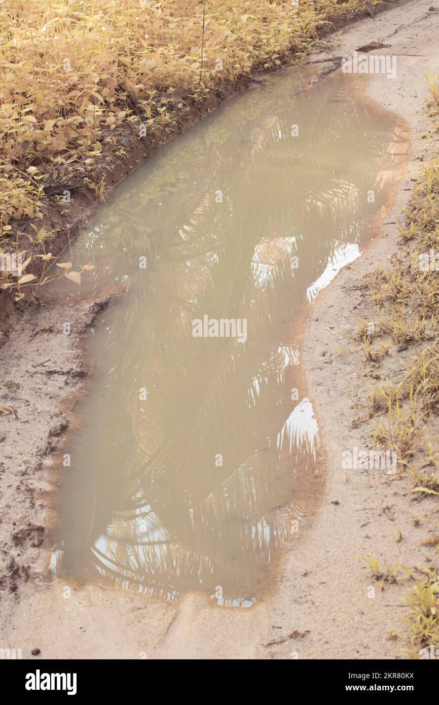 infrared image of the stagnant rain water inundated at the oil palm ...