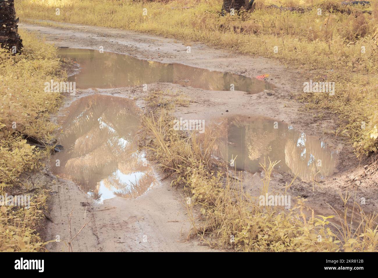 infrared image of the stagnant rain water inundated at the oil palm ...