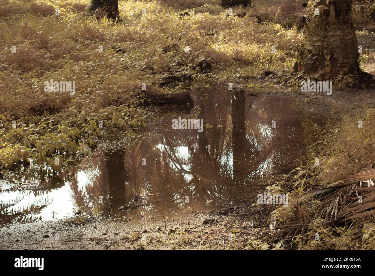 infrared image of the stagnant rain water inundated at the oil palm ...