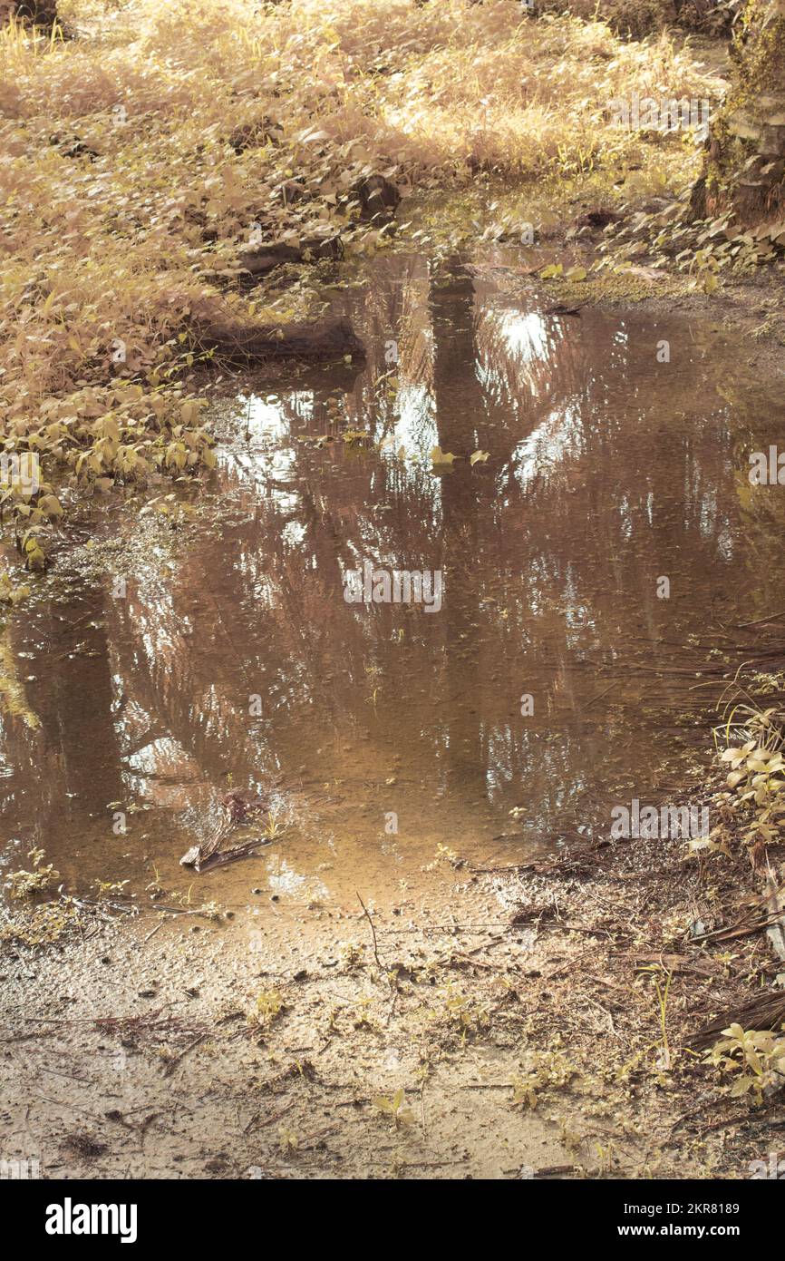 infrared image of the stagnant rain water inundated at the oil palm ...