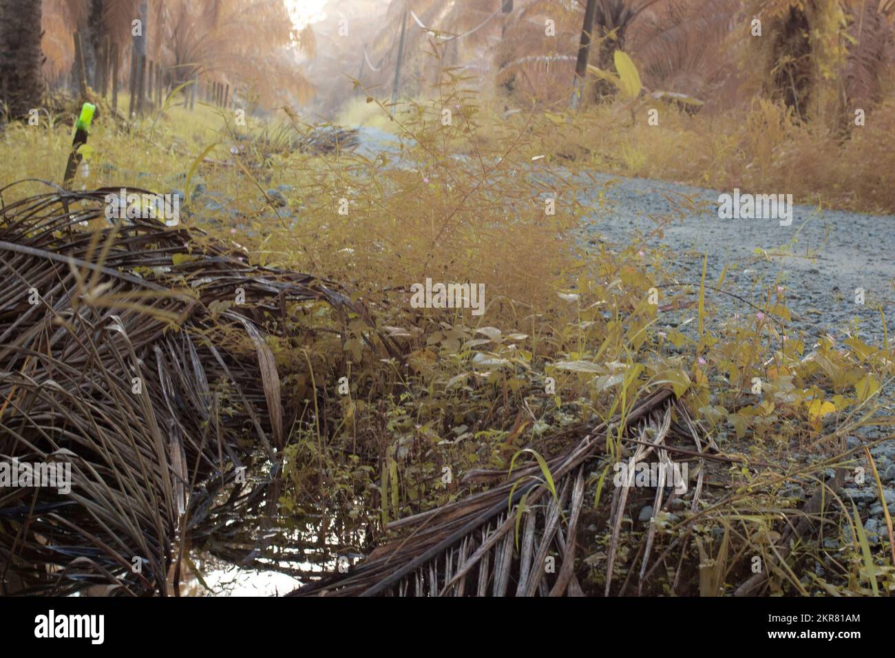 infrared image of the stagnant rain water inundated at the oil palm ...