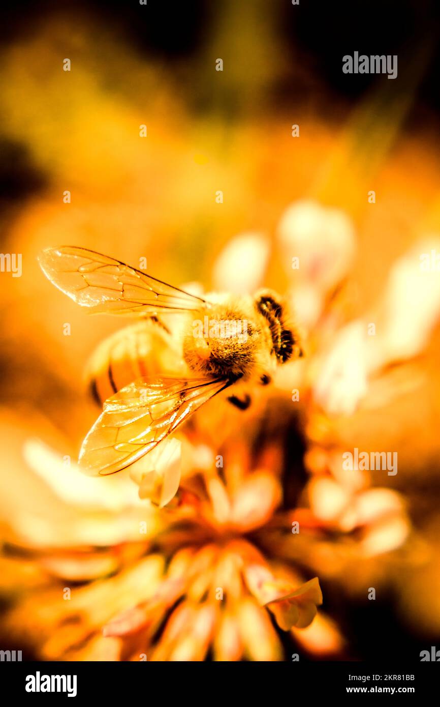 Flora and fauna in a golden nature scene of bees and clover flowers ...