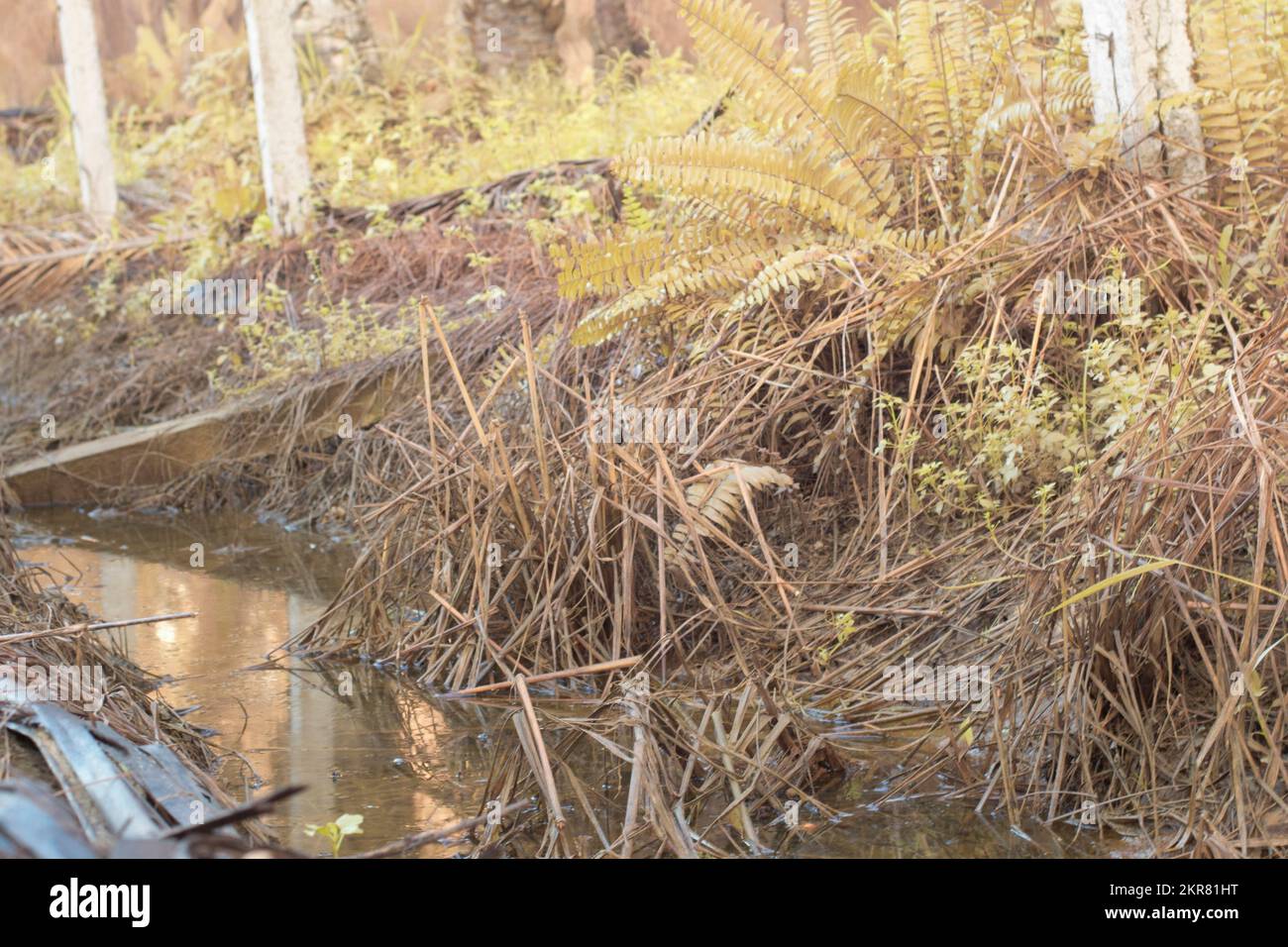 infrared image of the stagnant rain water inundated at the oil palm ...