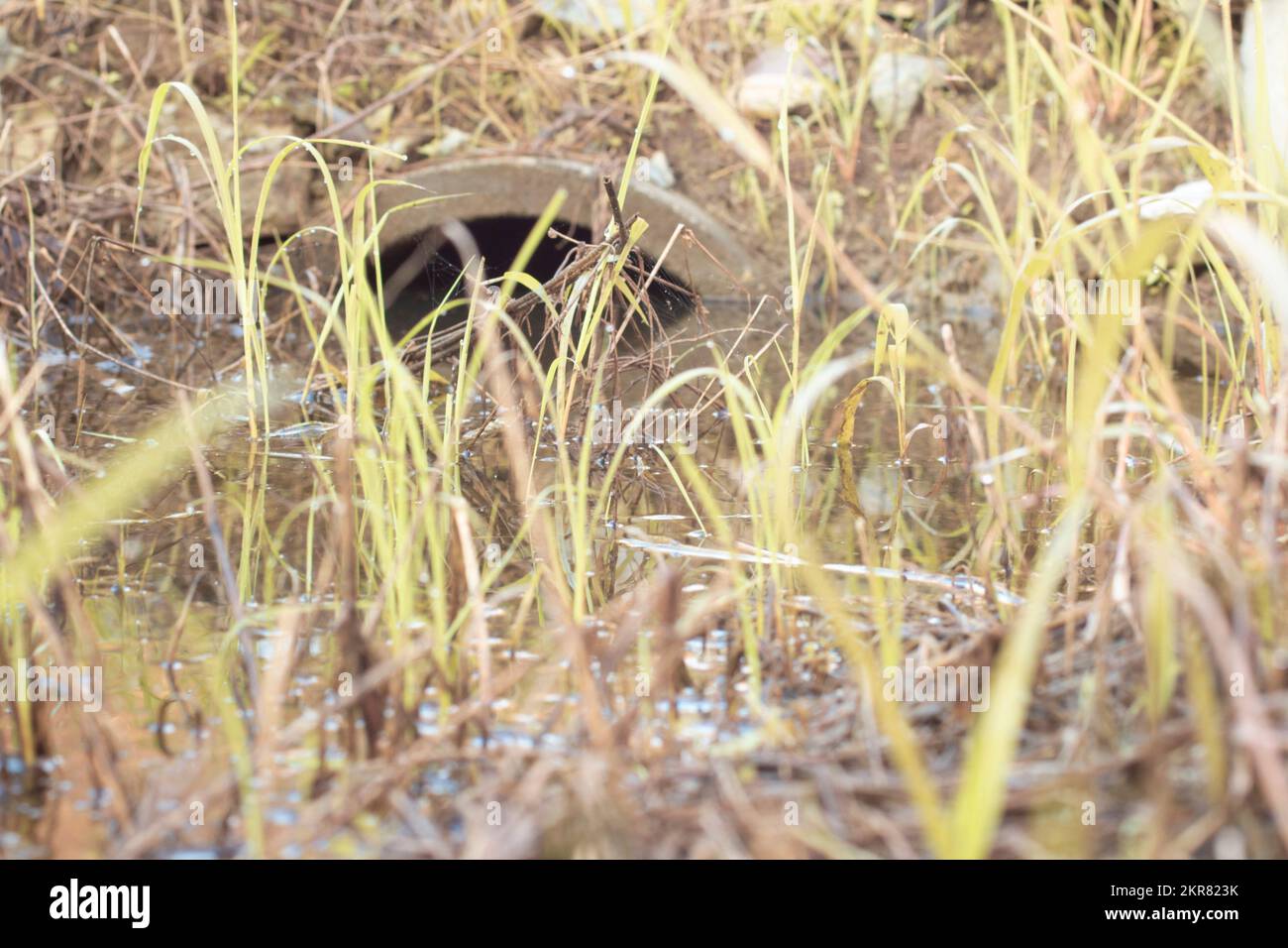 infrared image of the stagnant rain water inundated at the oil palm ...