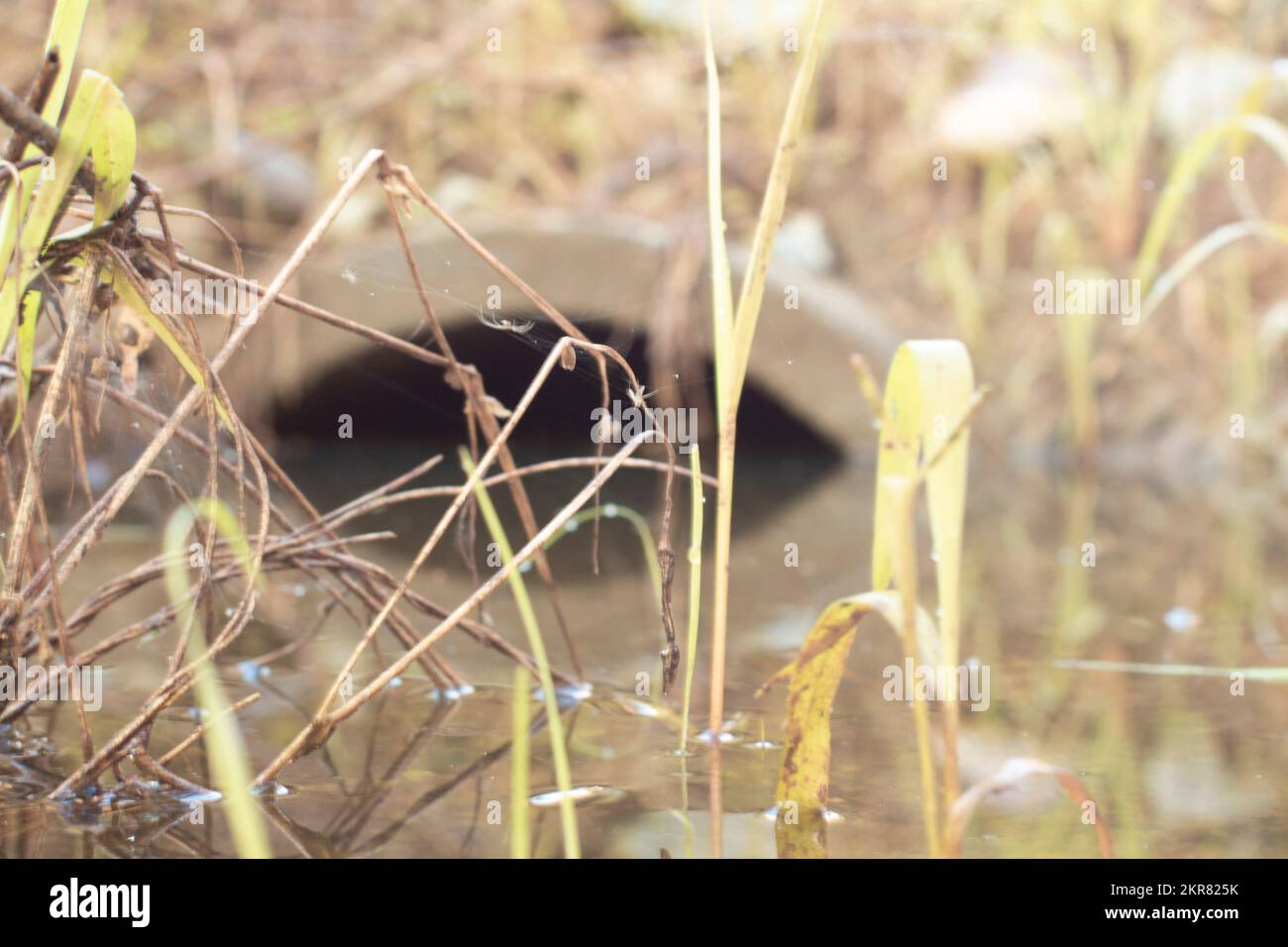 infrared image of the stagnant rain water inundated at the oil palm ...